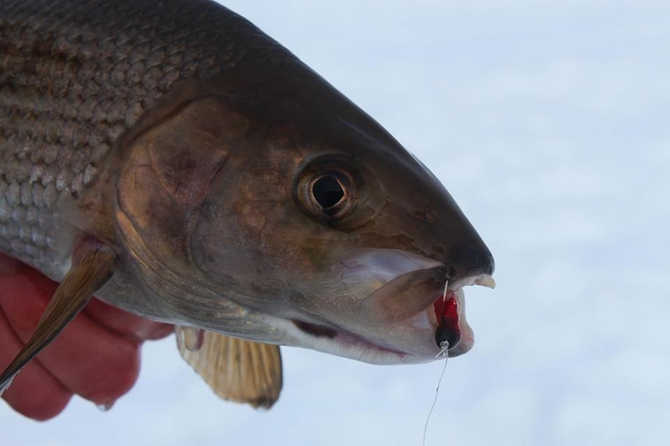 Pimpelfiske med mormyska. Perfekt sätt att pimpla abborre ...